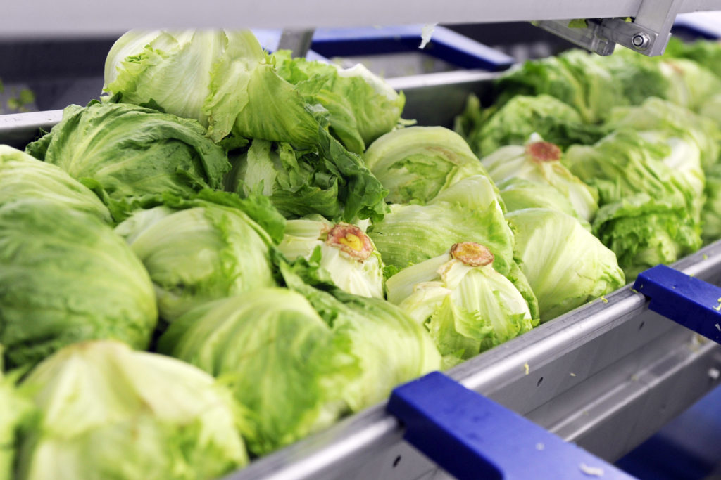 Mistä syntyy Hetki- salaattien rapeus? - Fresh Servant